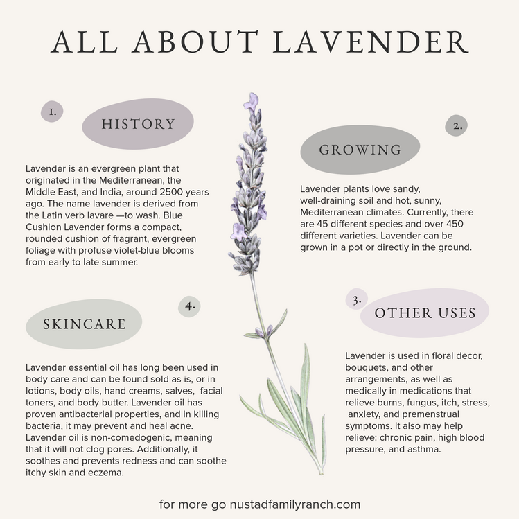 Flower of the Month June: Lavender | Bonus! 4 Ideas for your Home Lave